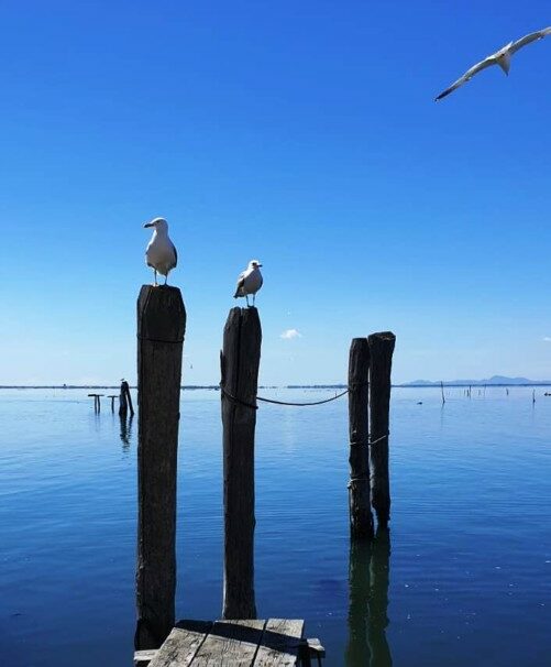 Venezia e i gabbiani: il satellite aiuterà la convivenza ...