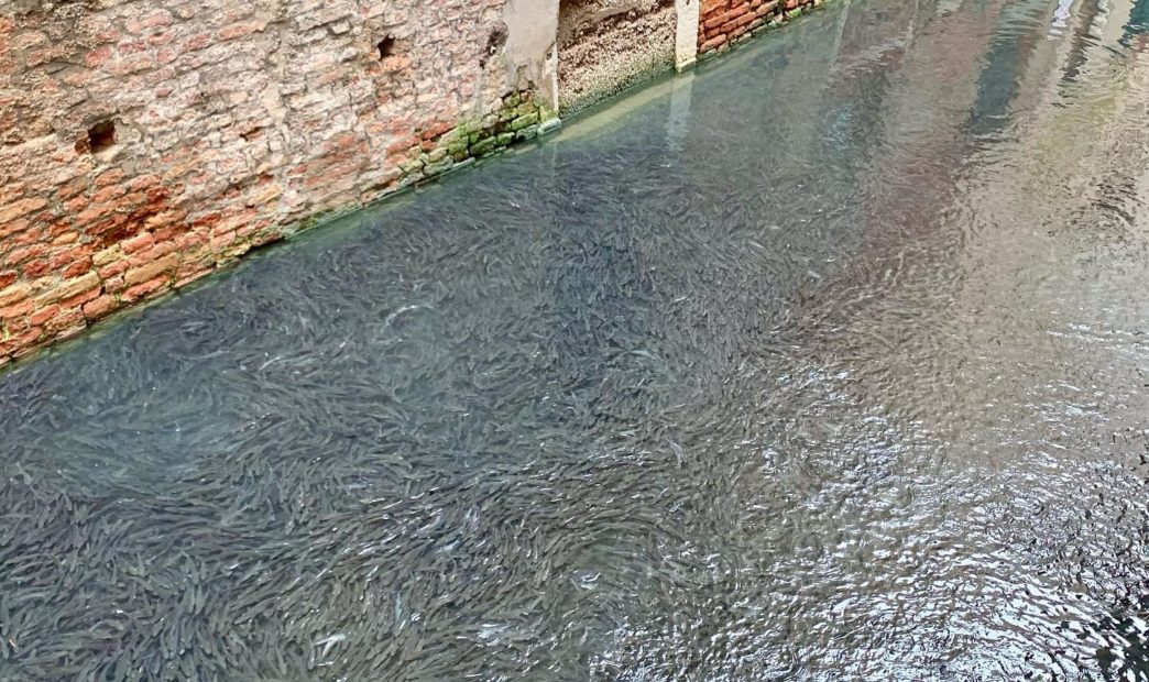 Cefali nei rii: un fenomeno che dura da dieci anni - Metropolitano.it