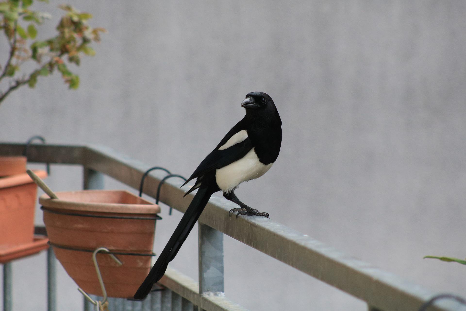 Gazze e corvidi: tra gli animali più intelligenti al mondo ...