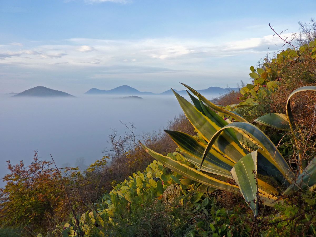 La biodiversità dei Colli Euganei: un unicum nazionale