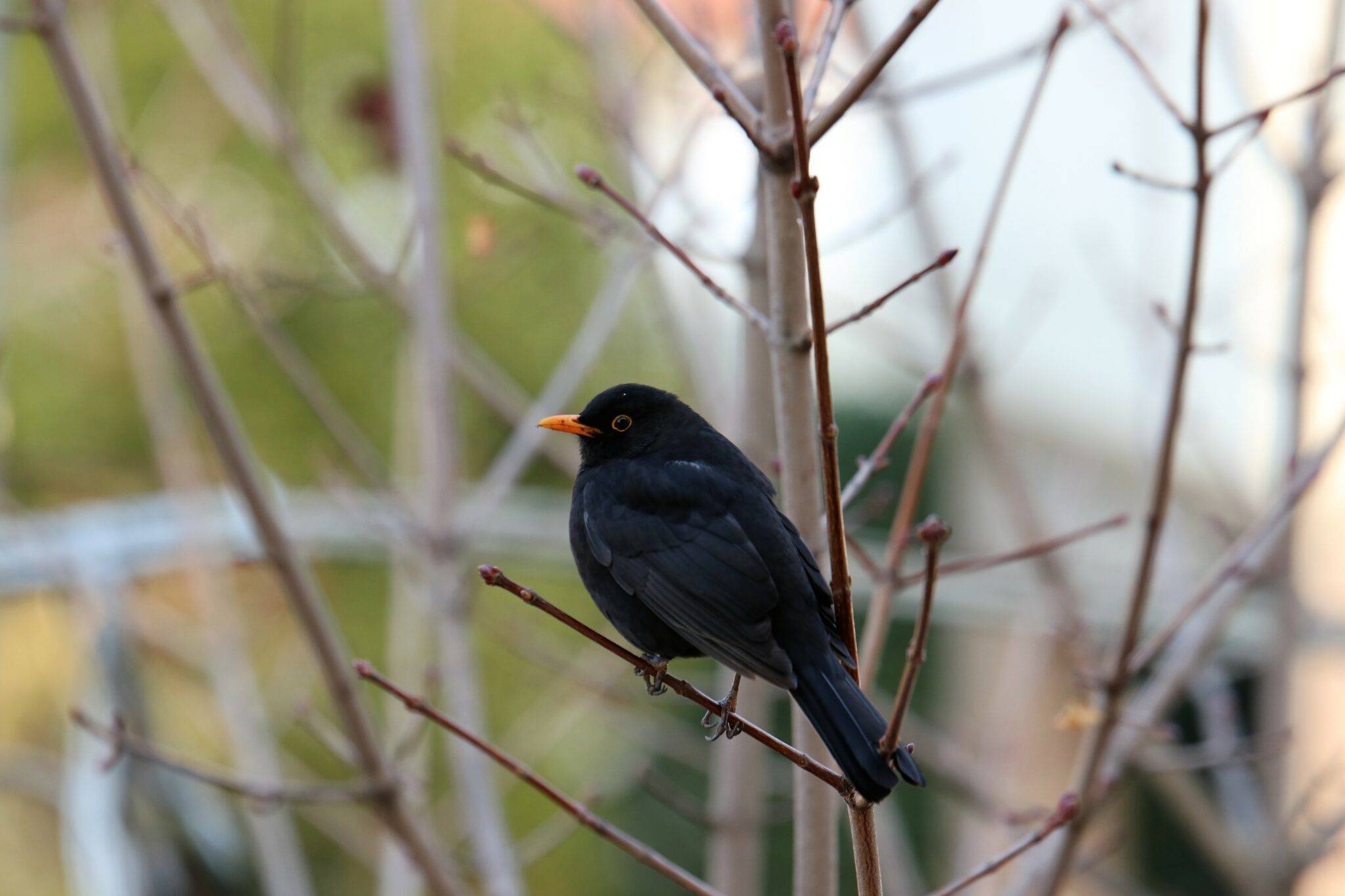 I Giorni della Merla: i più freddi dell’anno? - Metropolitano.it